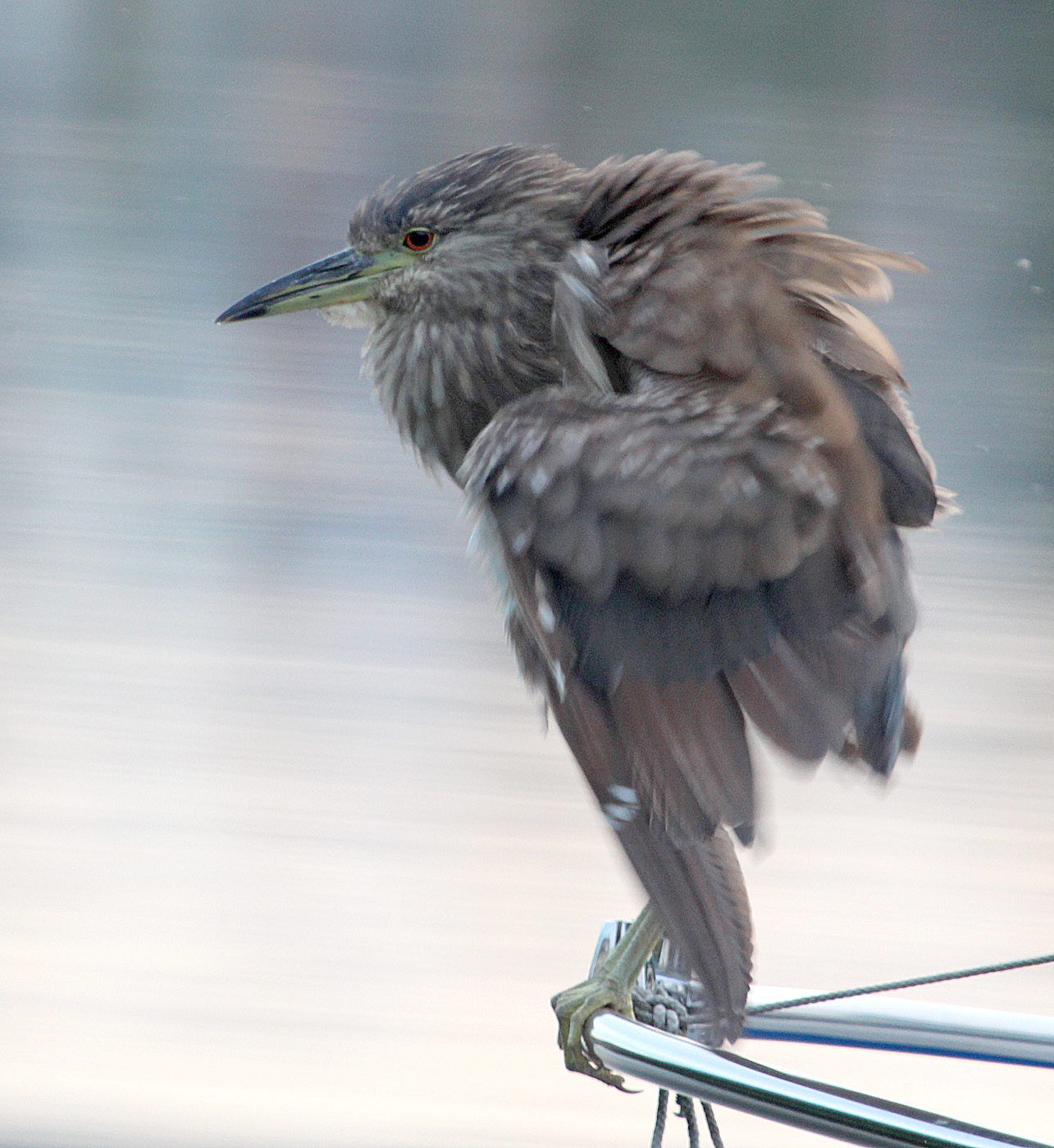 Next wader up: Black-crowned night heron | Birds of New England.com