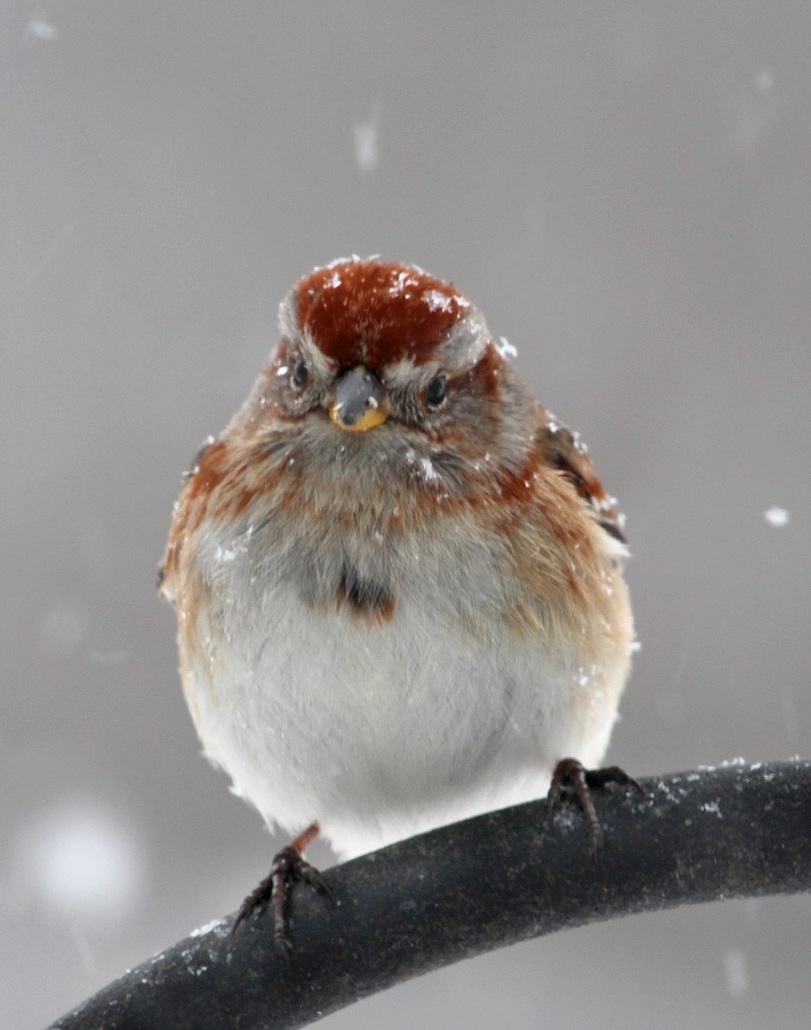 songbirds | Birds of New England.com