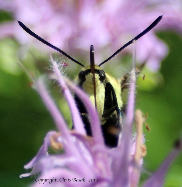 hummingbird moth | Birds of New England.com