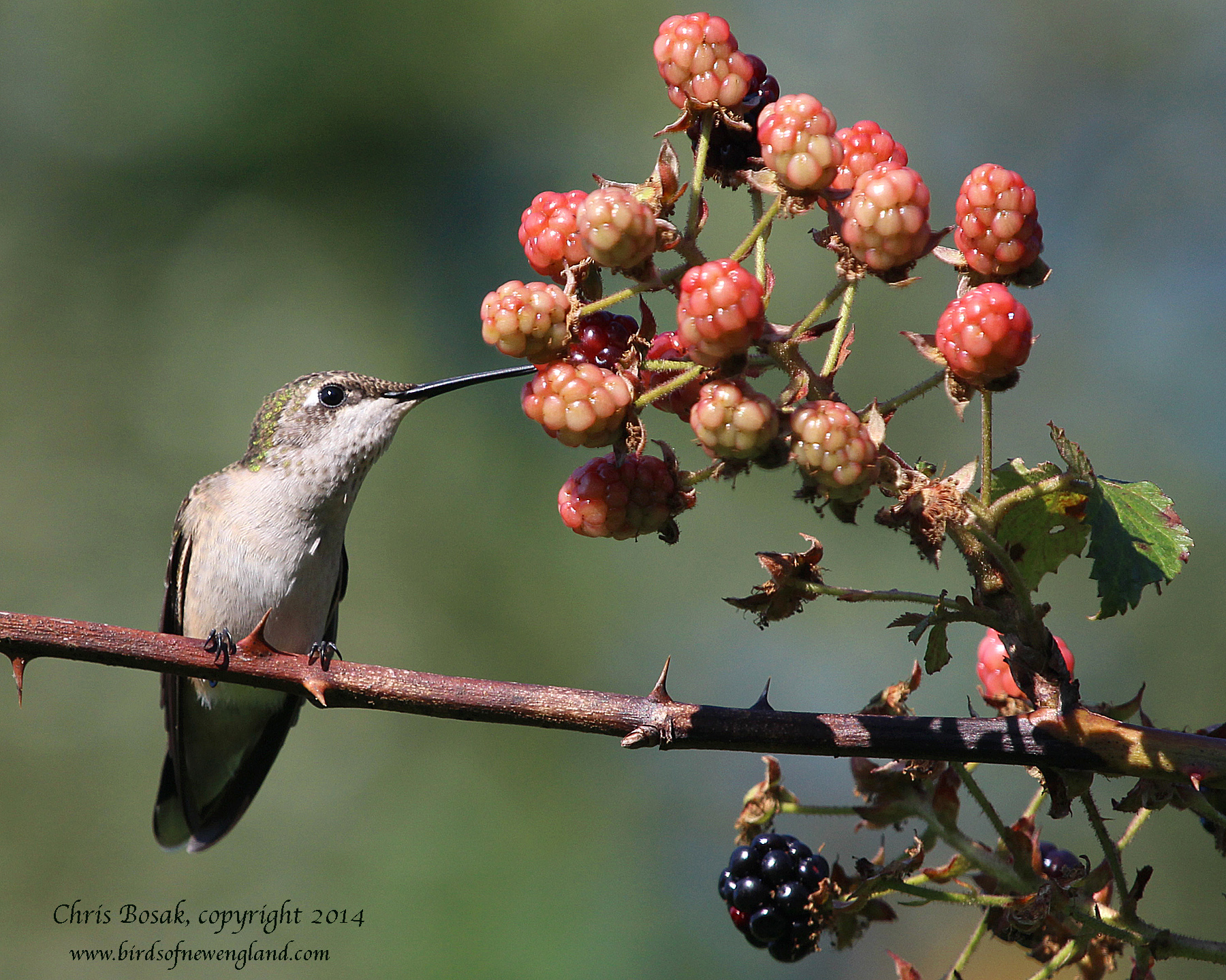 Hummingbird Week, photo 3 | Birds of New England.com