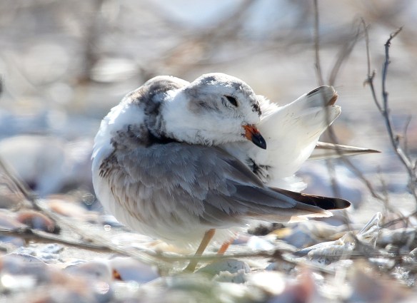 Shorebirds | Birds of New England.com