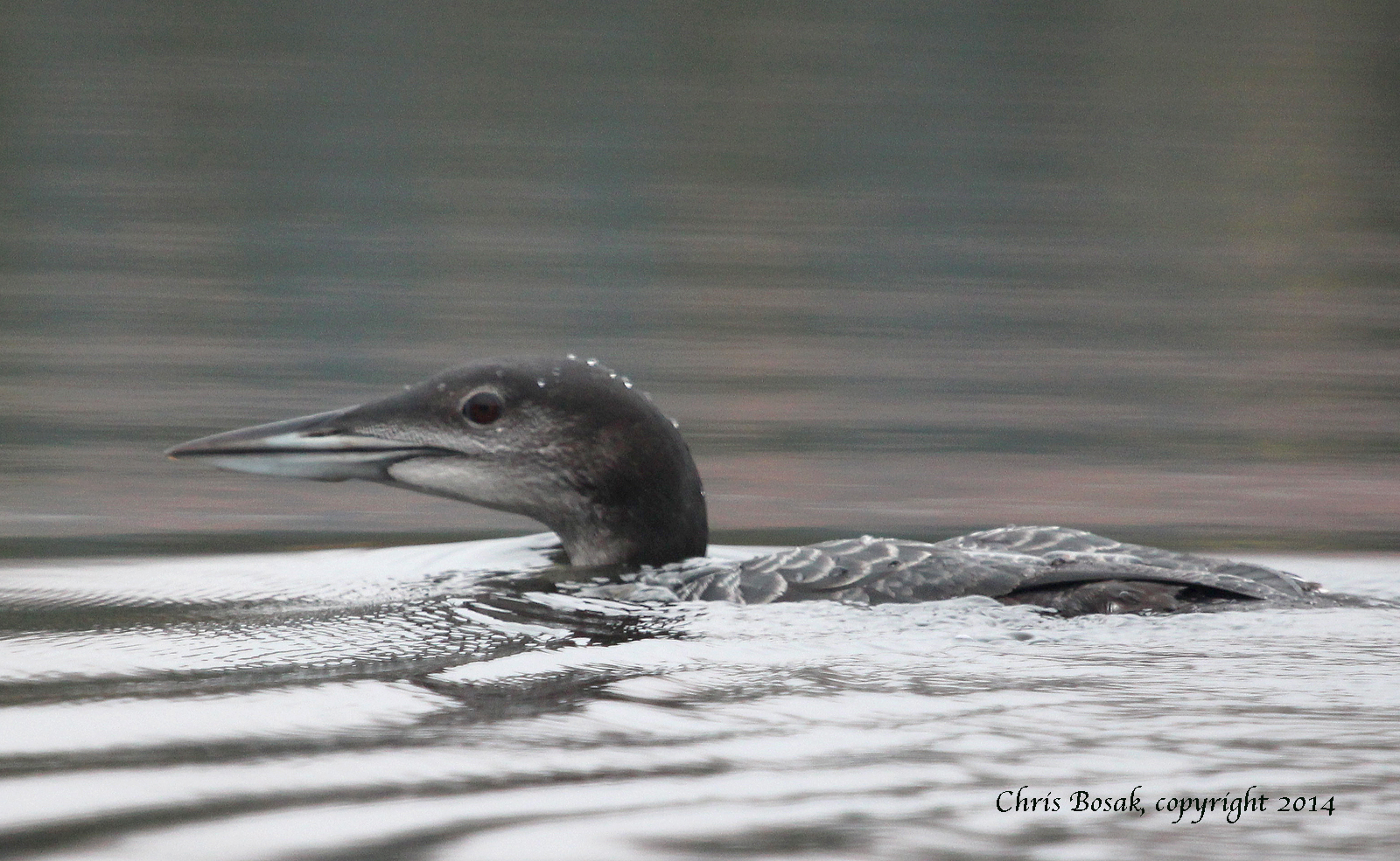 common loons | Birds of New England.com