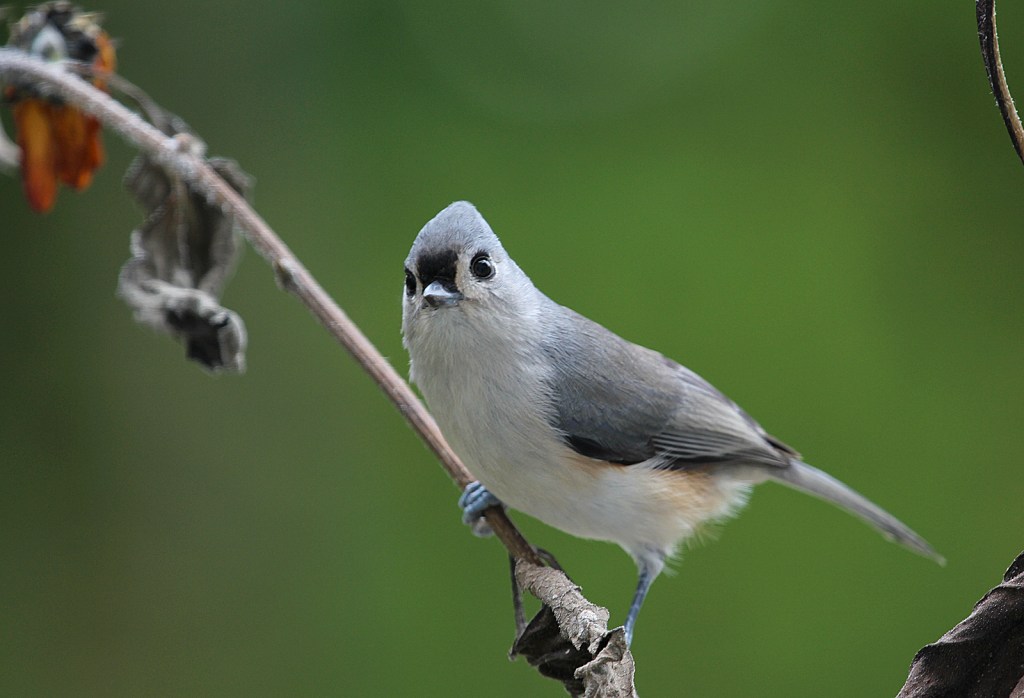 Kicking off a celebration of our common backyard birds | Birds of New ...