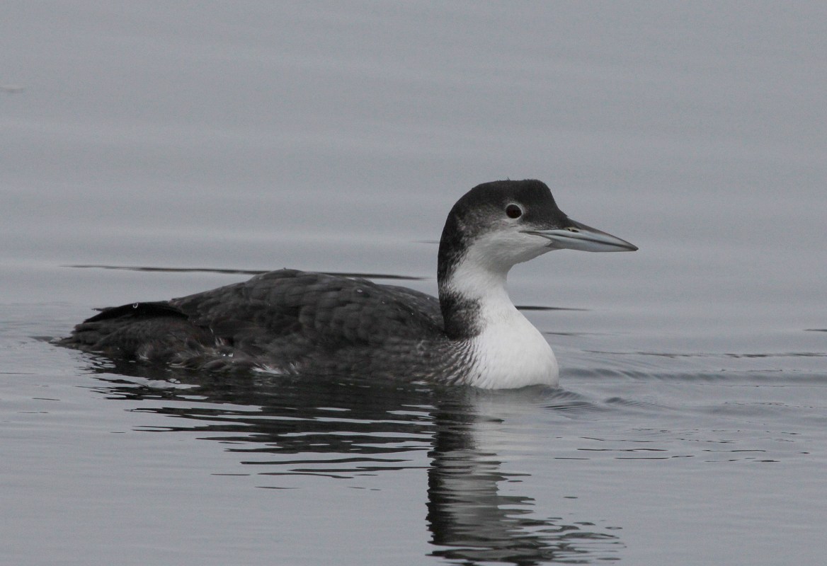 common loon winter plumage | Birds of New England.com