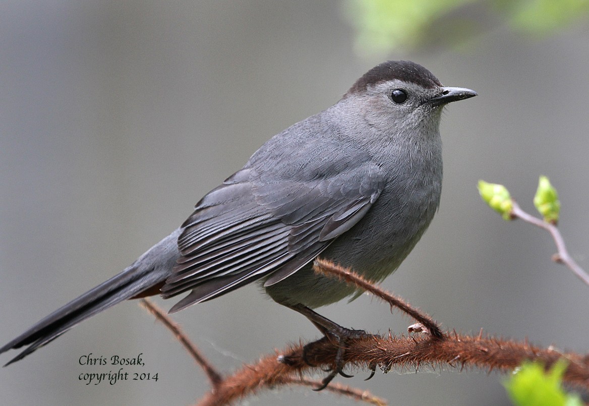 Gray Catbird | Birds of New England.com