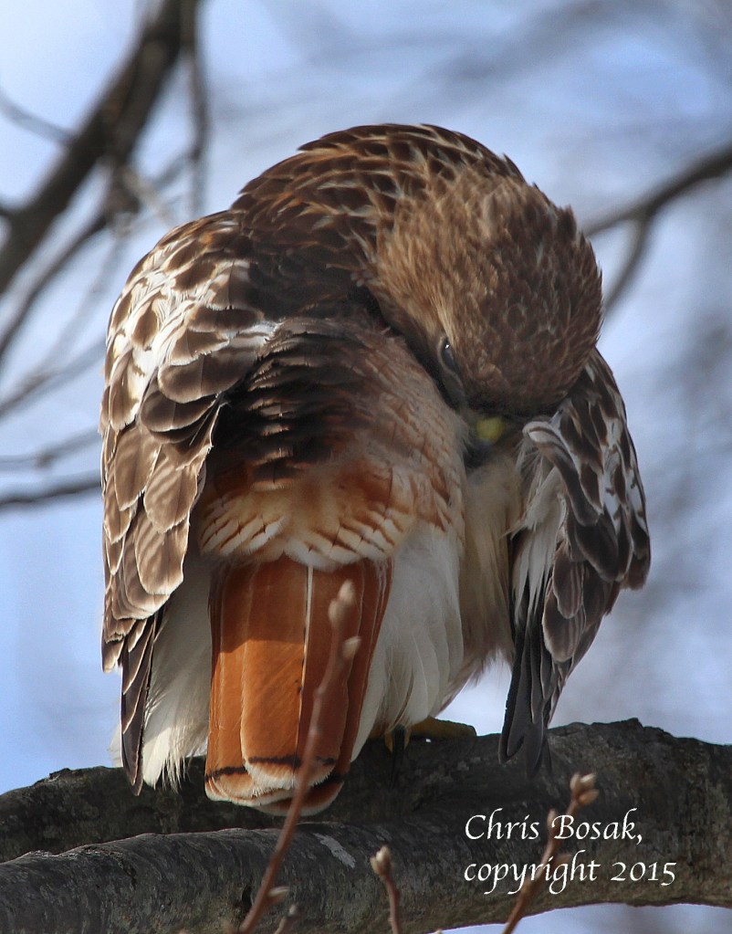 For the Birds column: Preening away | Birds of New England.com