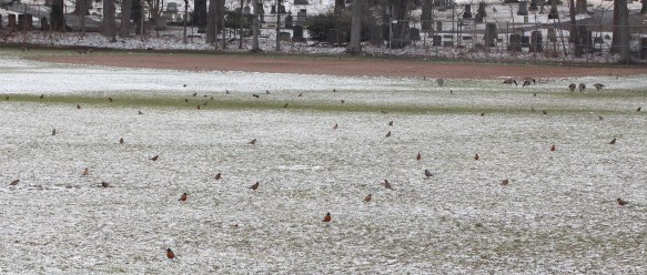 Now that’s a lot of robins! | Birds of New England.com
