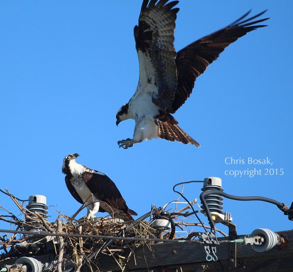 The new Osprey nest in photos | Birds of New England.com
