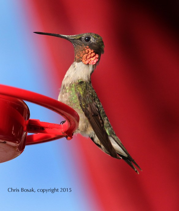 For the Birds: When to stop feeding hummingbirds, or not | Birds of New ...