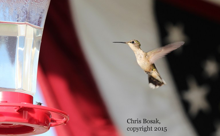 Hummingbird Week, photo 5 (Happy Fourth of July) | Birds of New England.com