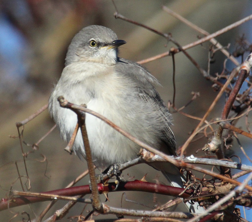 birding quiz | Birds of New England.com