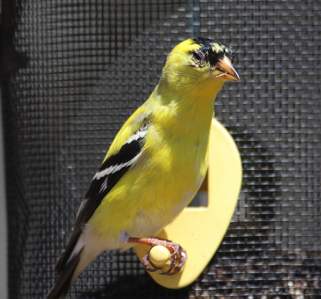 Latest For the Birds column: Goldfinch with conjunctivitis | Birds of ...