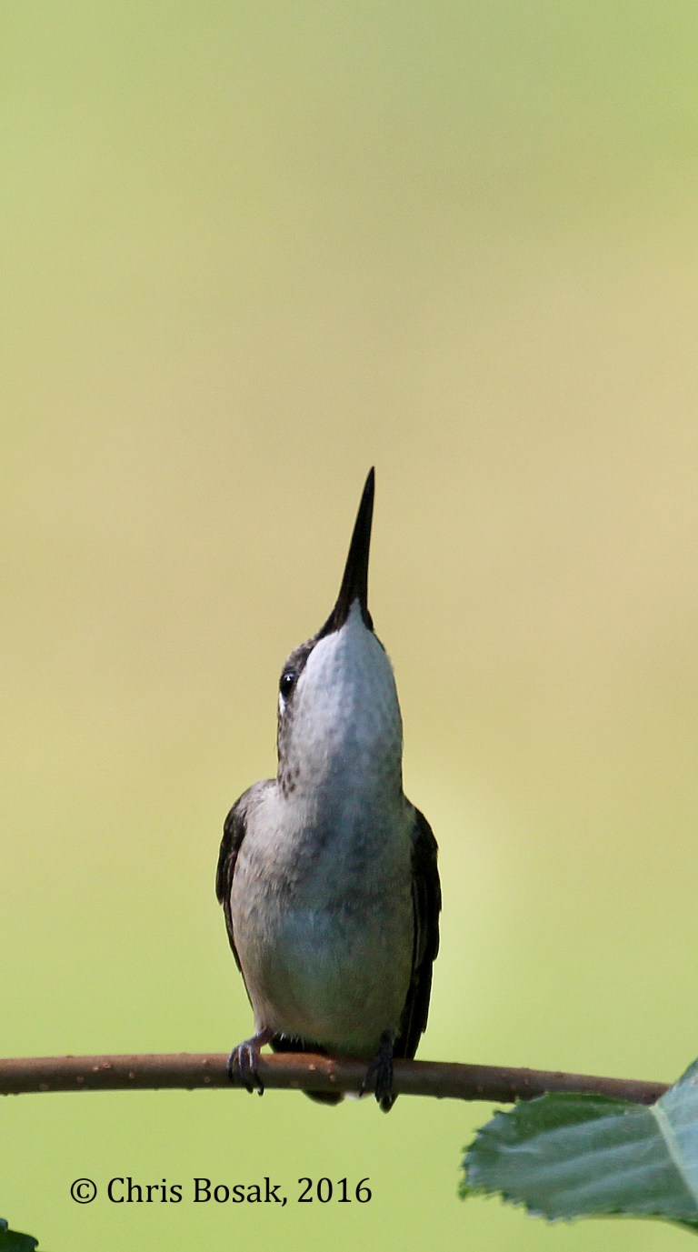 Hummingbird Week, photo 4 | Birds of New England.com