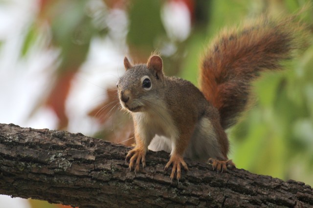 Red Squirrel Endangered Red Squirrel Thriving In Small Town