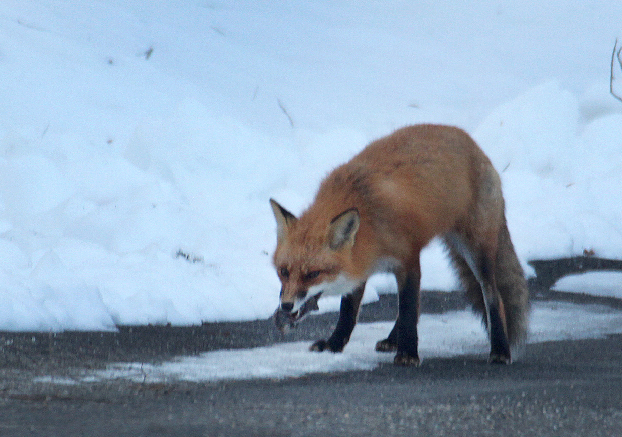 The fox and the mouse (guess who wins) | Birds of New England.com