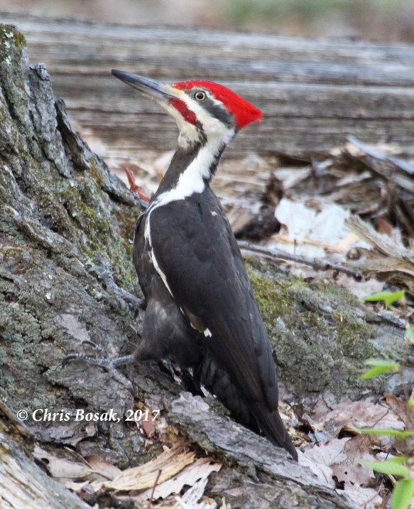 Pileated Woodpecker — finally | Birds of New England.com