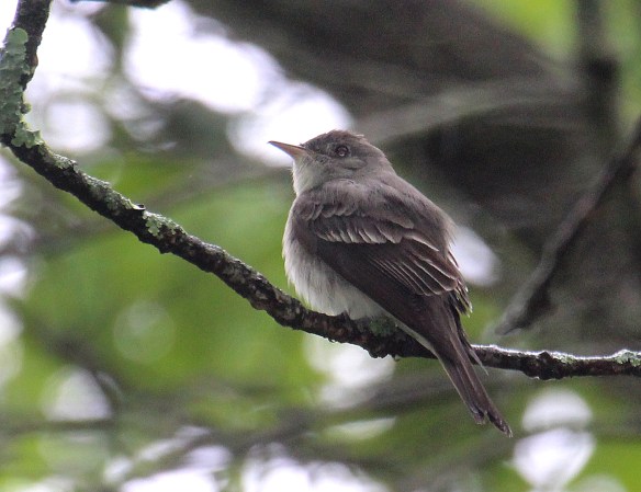 What’s an eastern wood-pewee look like anyway? | Birds of New England.com