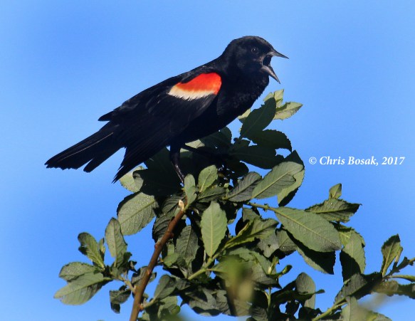 Birds of New England.com | New England wildlife photos and stories ...