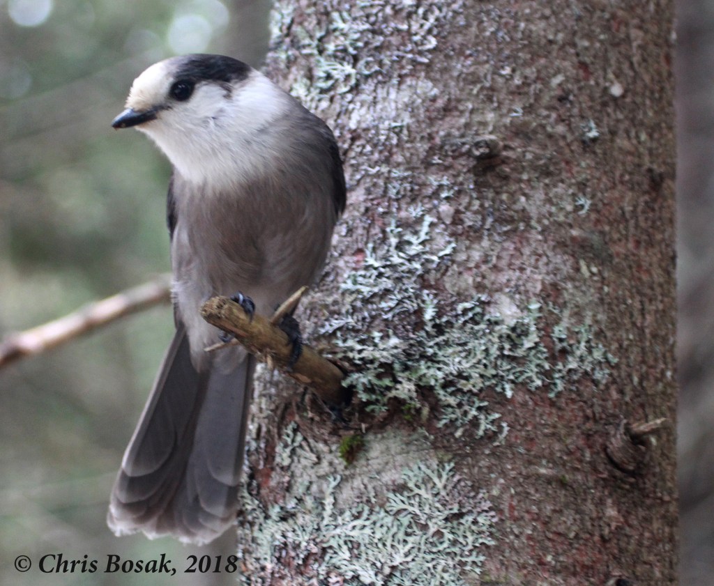 For the Birds: Oh yeah, it’s not a gray jay anymore | Birds of New ...