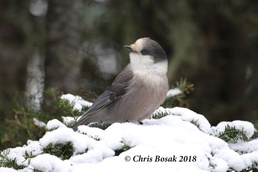 Bird walks | Birds of New England.com
