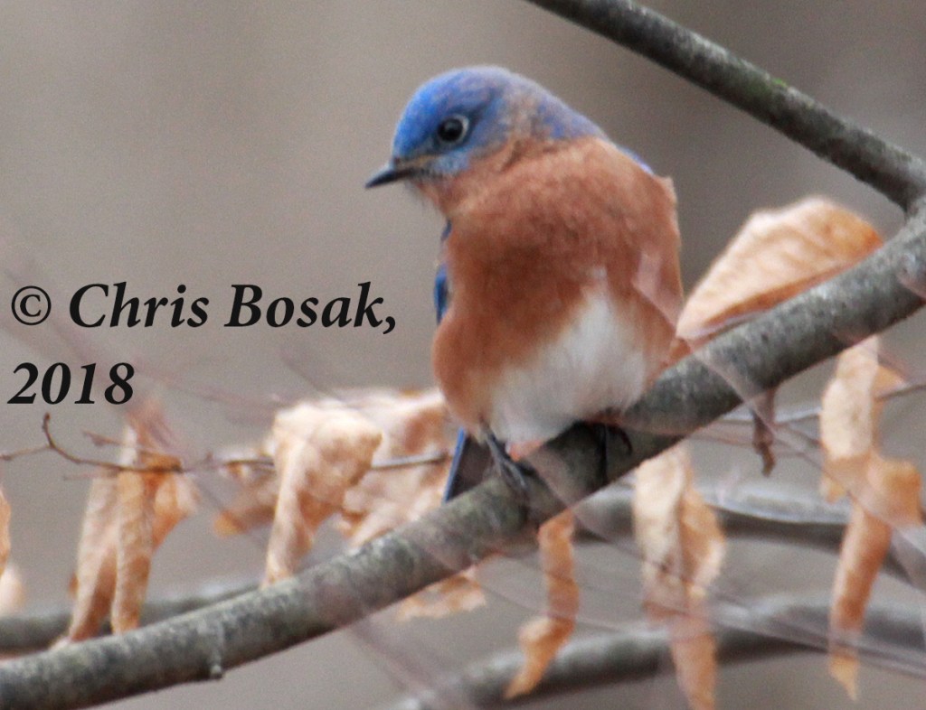 bluebirds in New England | Birds of New England.com