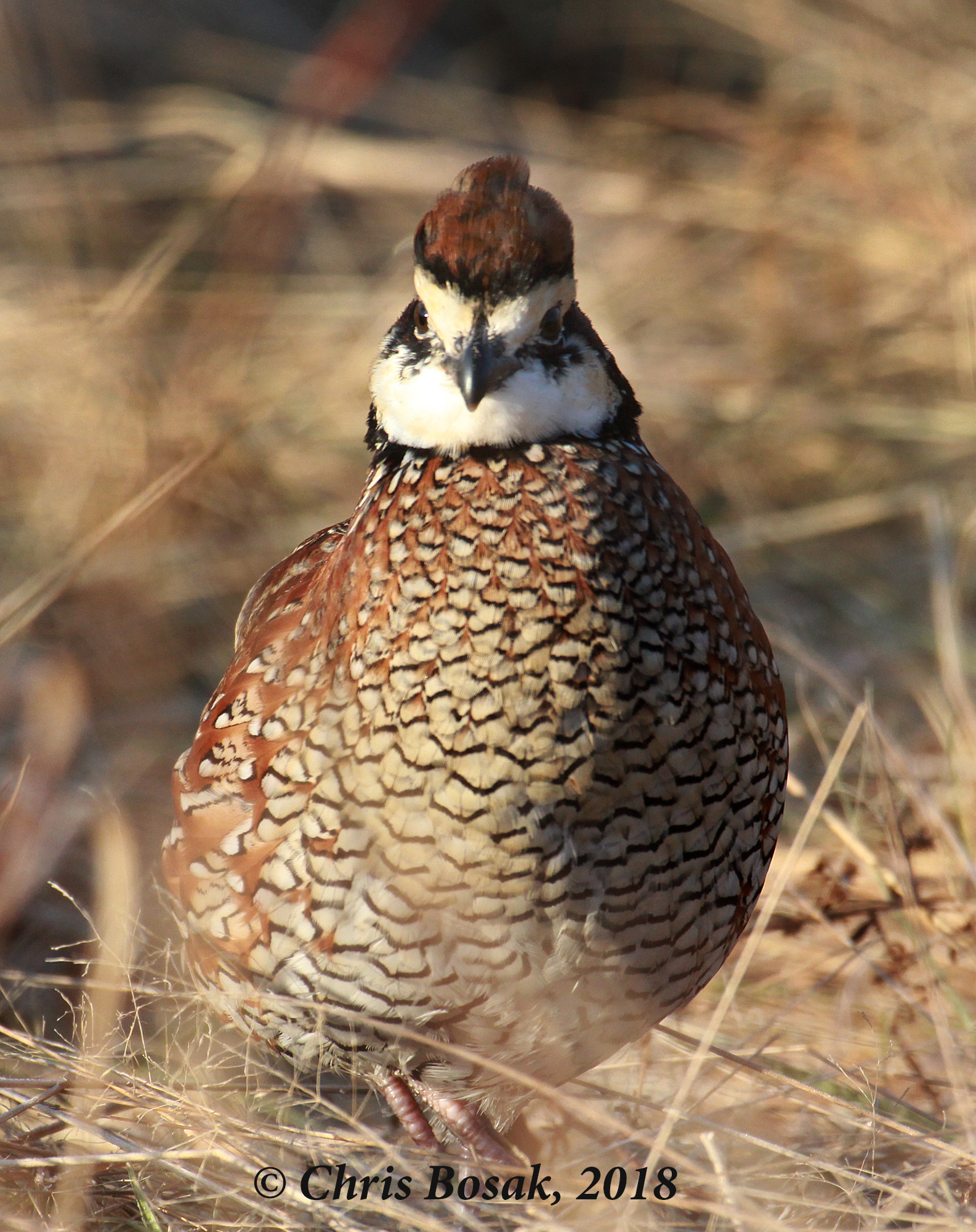 More shots of the northern bobwhite | Birds of New England.com