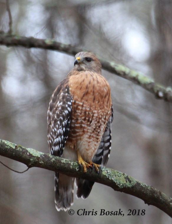 Red-shouldered hawk in tree | Birds of New England.com