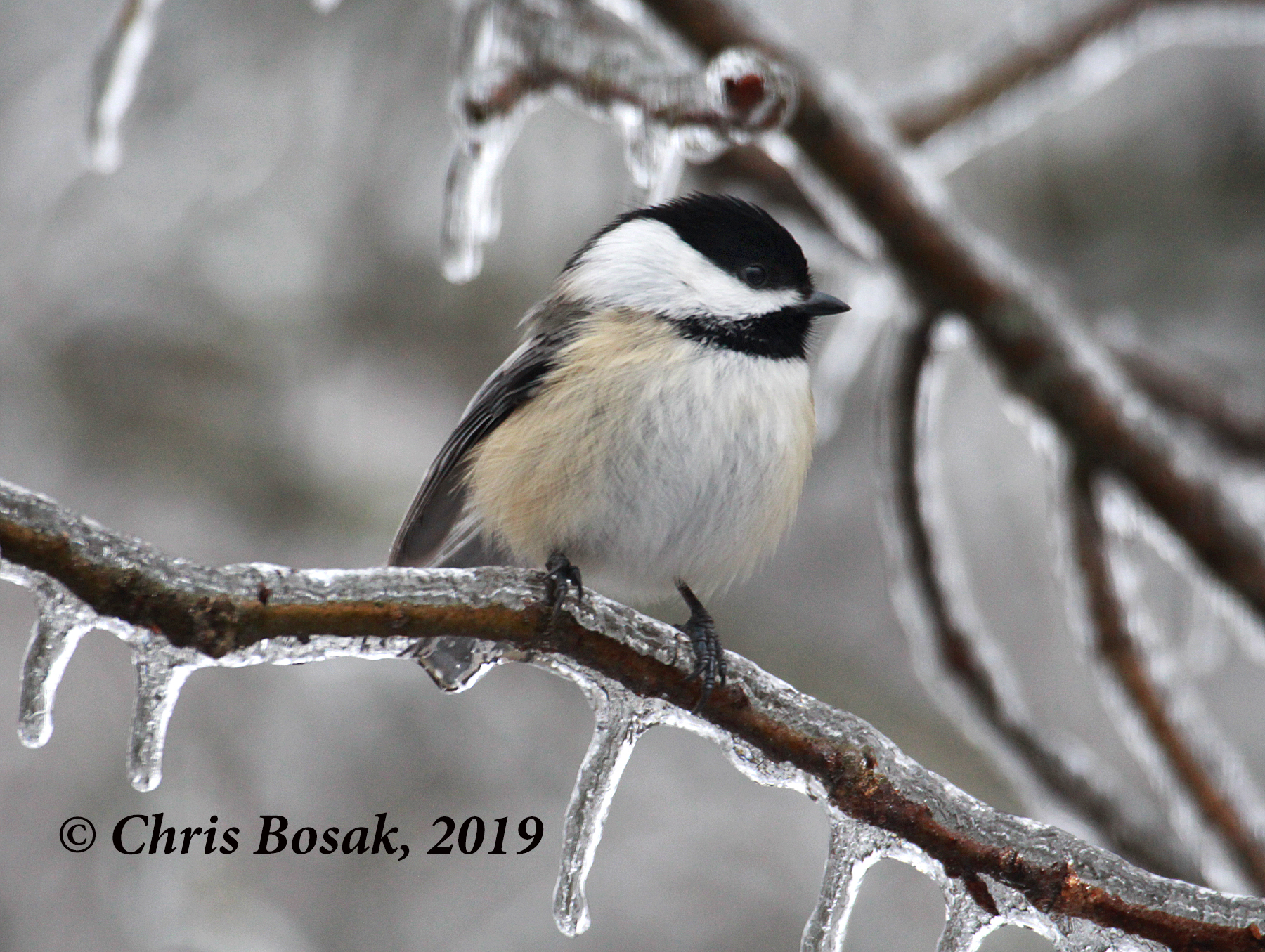 For the Birds: Winter and birds | Birds of New England.com
