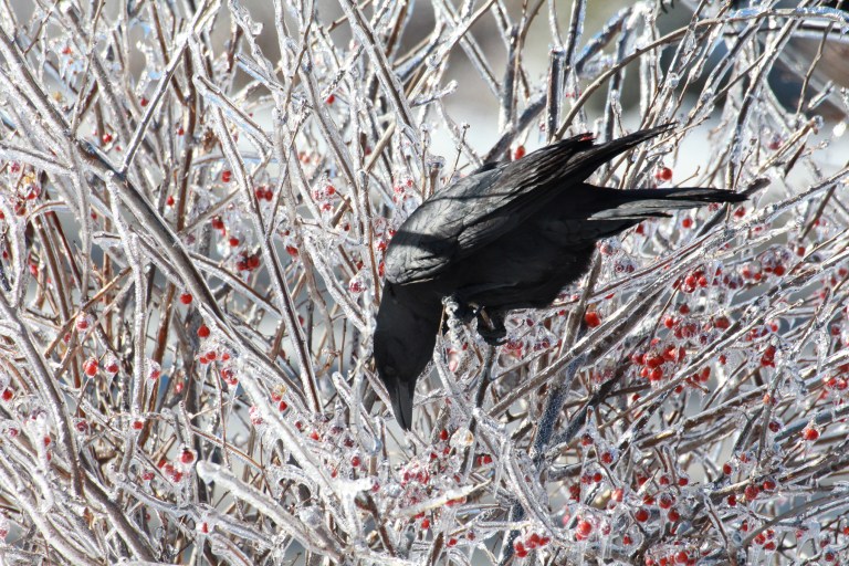 Yet more icy bird photos | Birds of New England.com