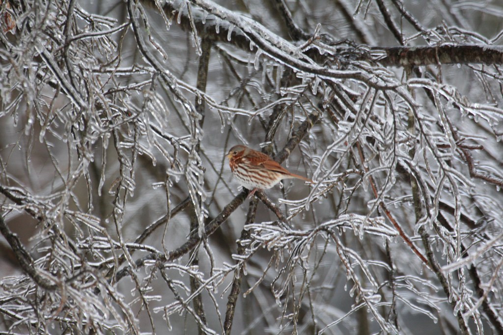 Yet more icy bird photos | Birds of New England.com