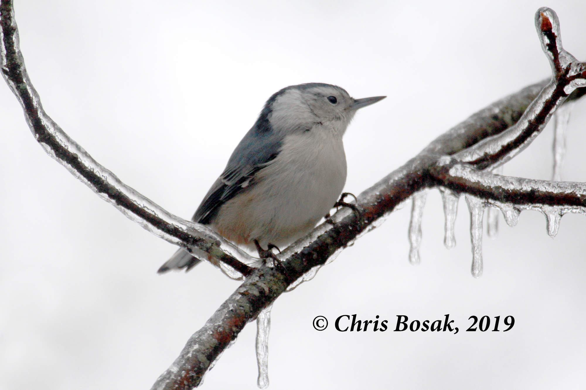 Yet more icy bird photos | Birds of New England.com