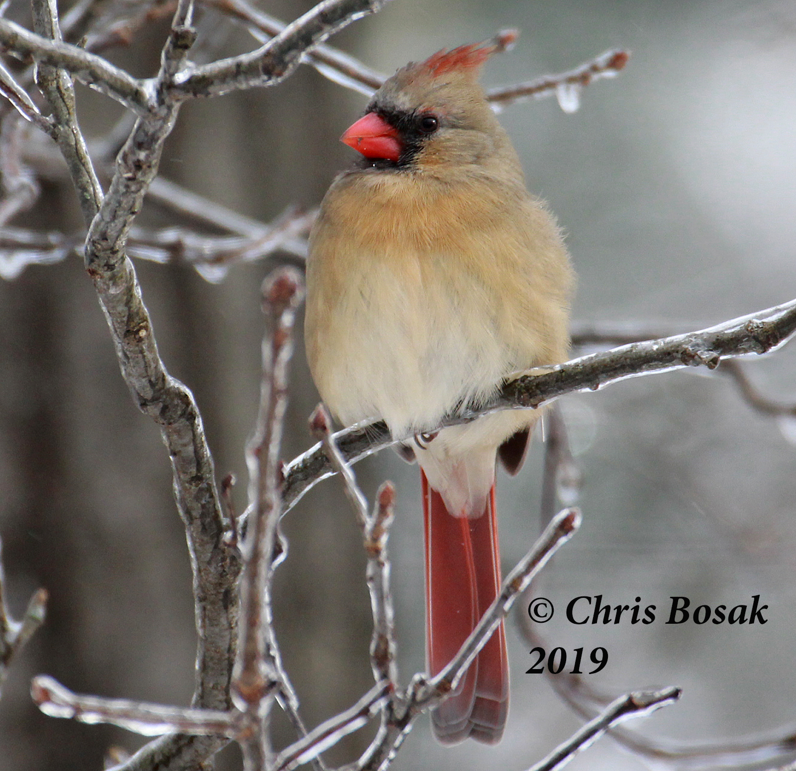 cardinals | Birds of New England.com