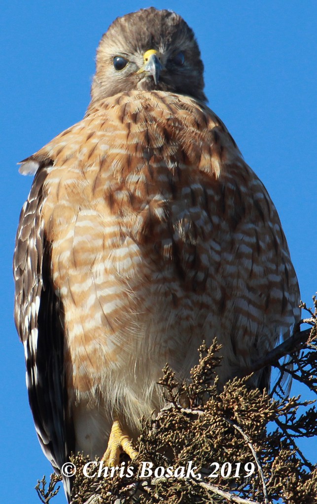 Hawks | Birds of New England.com