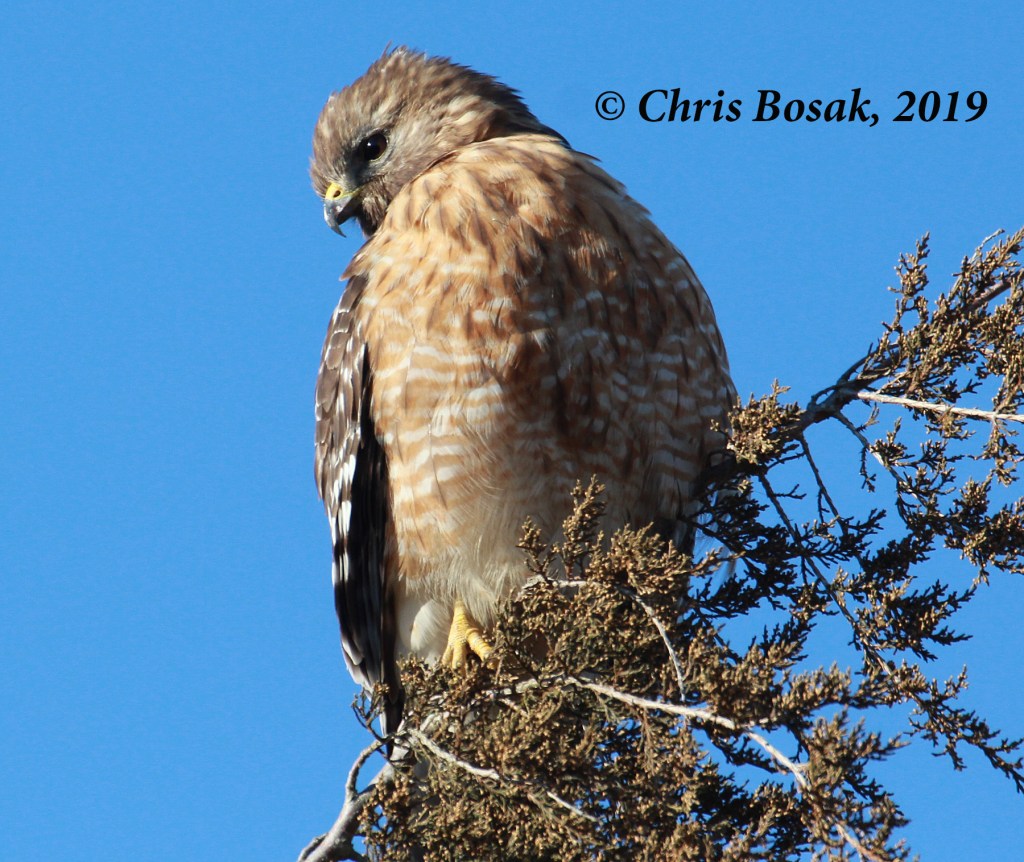 Hawks | Birds of New England.com