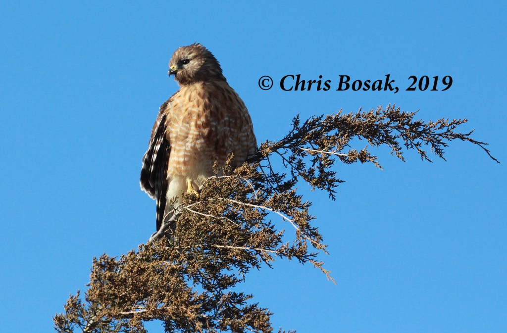 Hawks | Birds of New England.com
