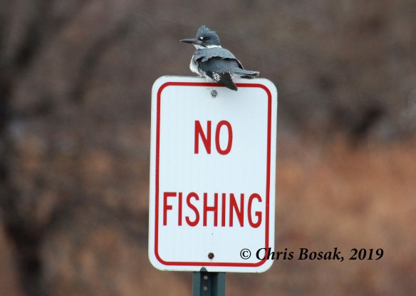 More kingfisher on sign photos | Birds of New England.com