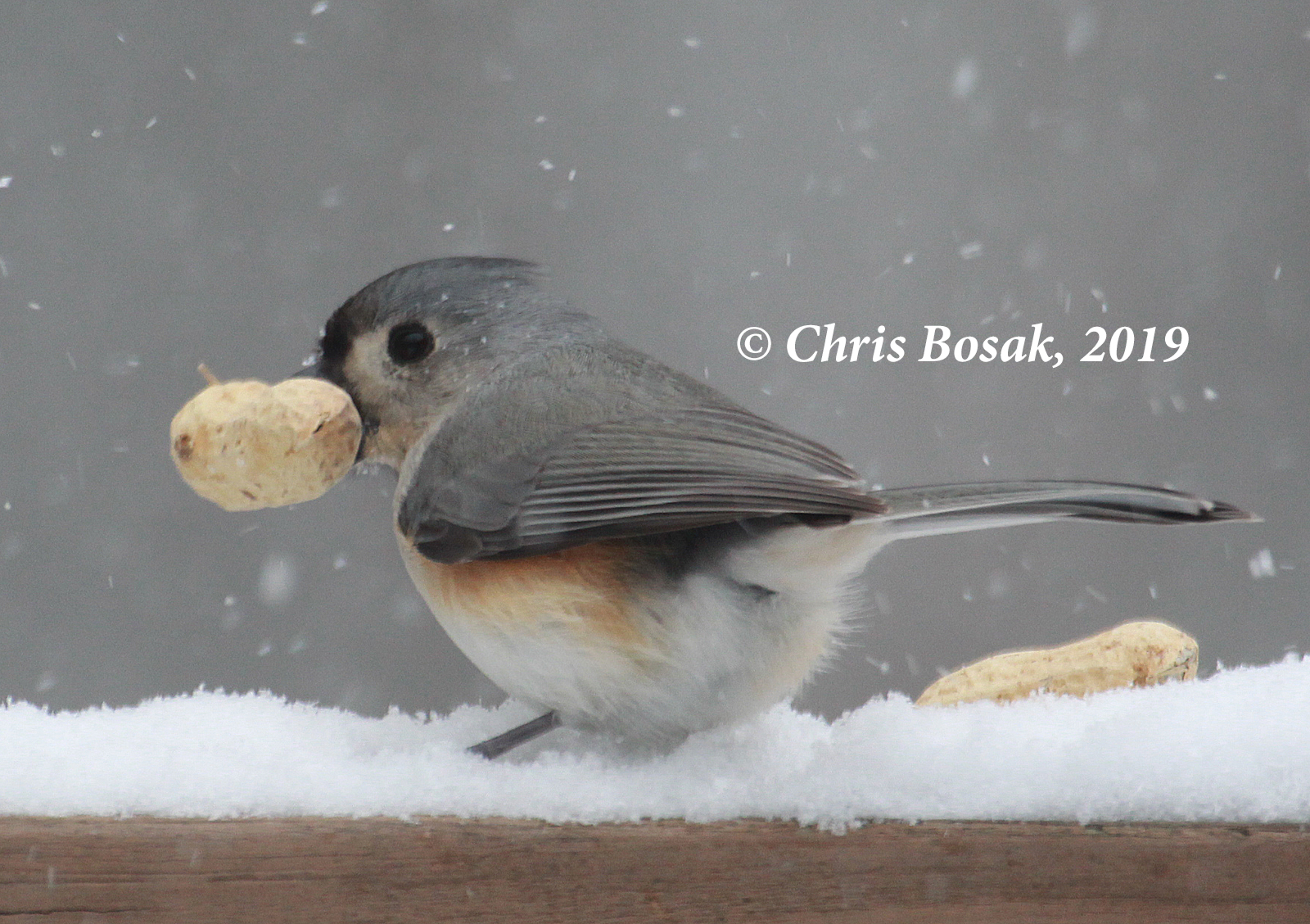 Titmouse and the peanut | Birds of New England.com