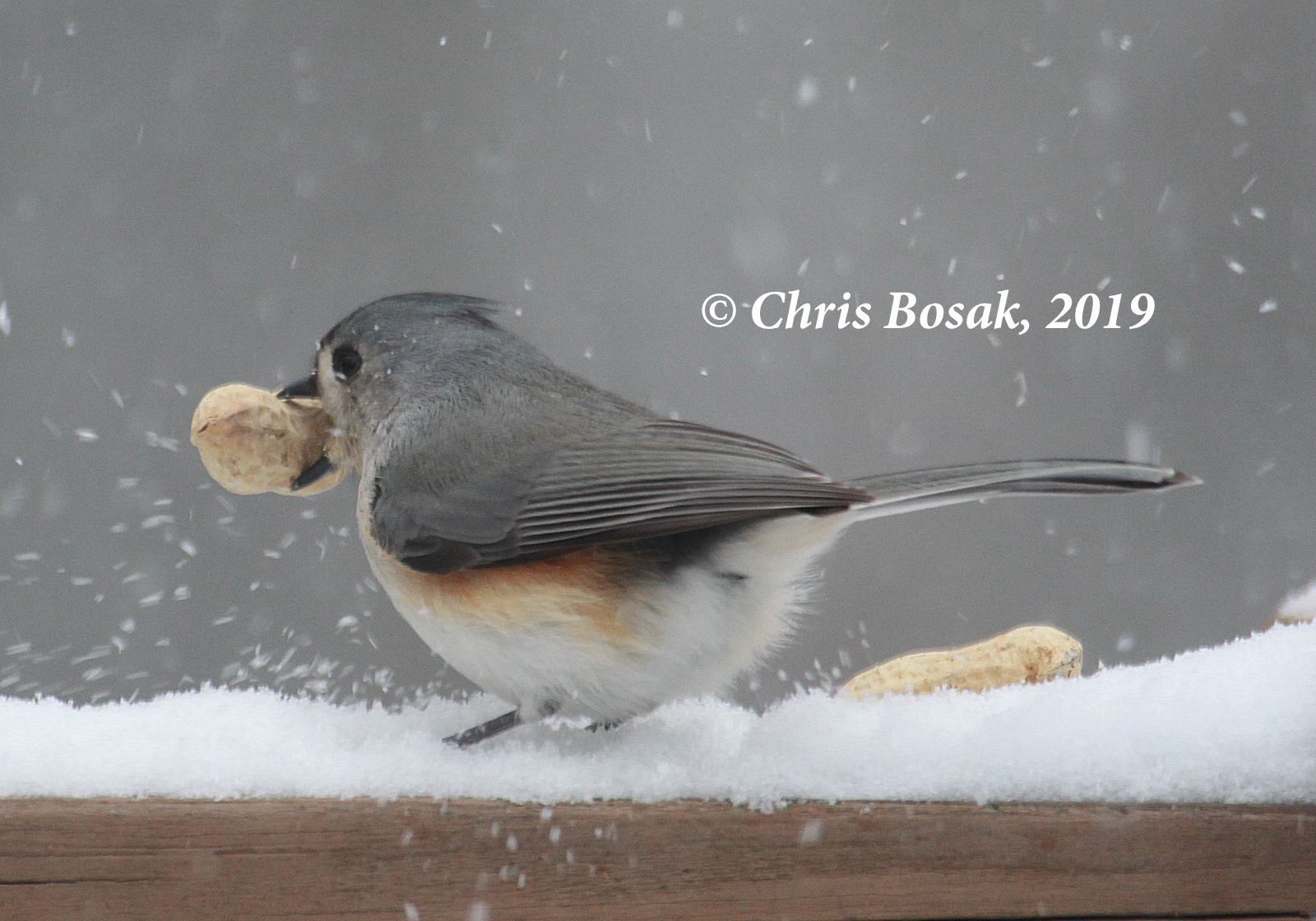 Titmouse and the peanut | Birds of New England.com