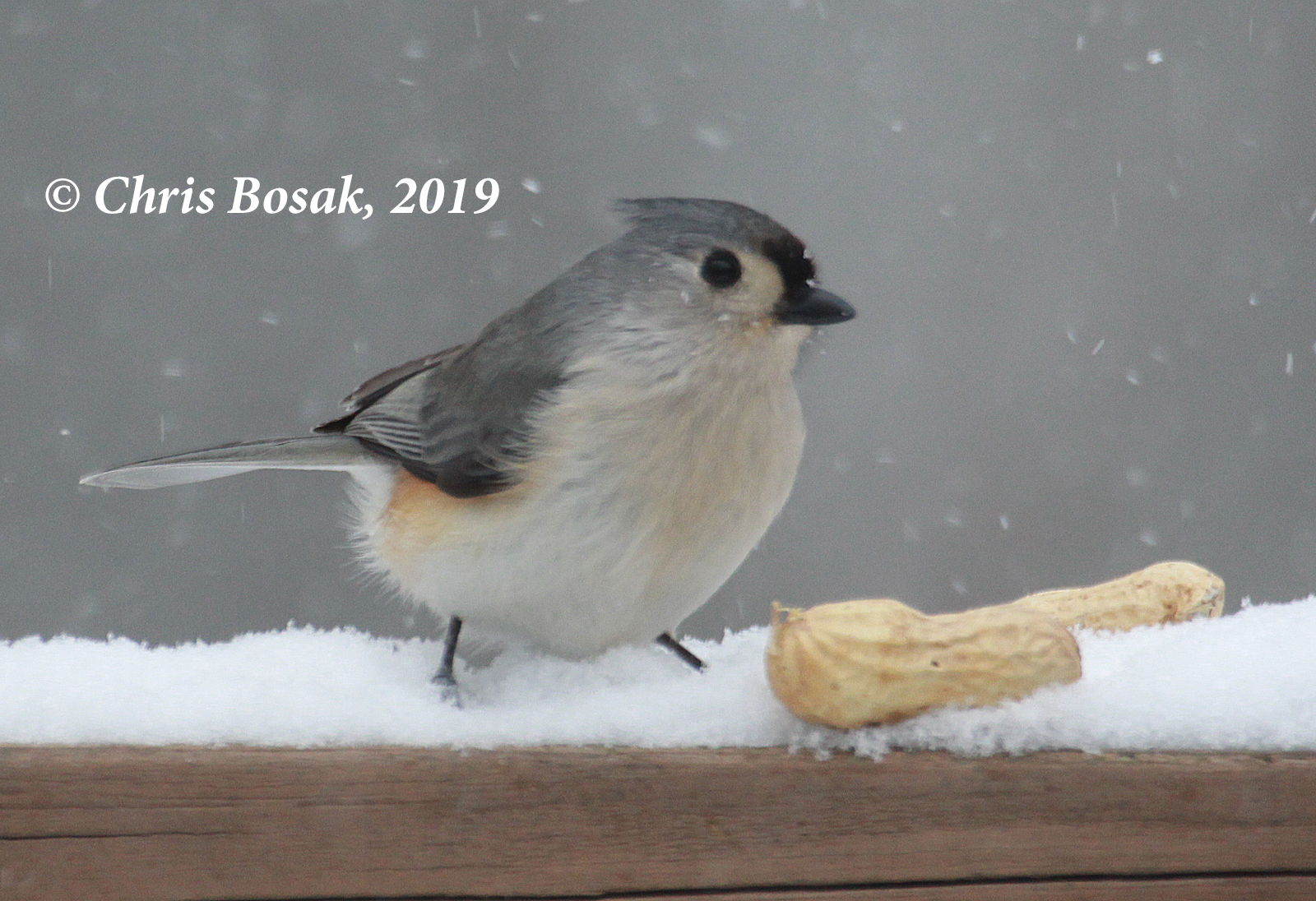 Titmouse and the peanut | Birds of New England.com
