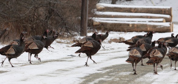 Here are those turkeys | Birds of New England.com