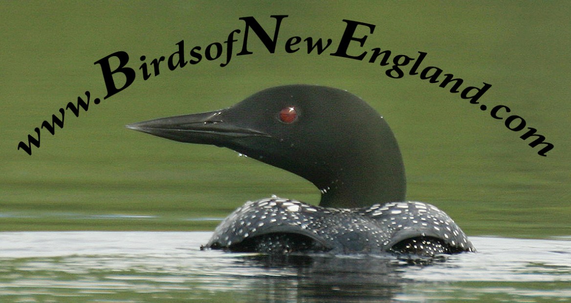 common loon winter plumage | Birds of New England.com