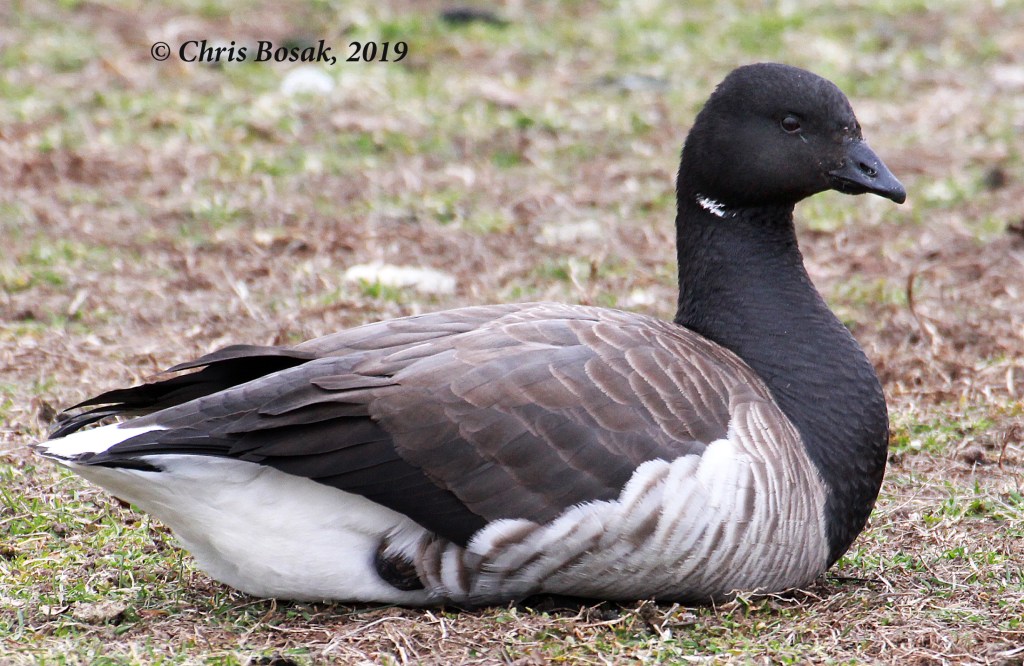 More brant photos | Birds of New England.com