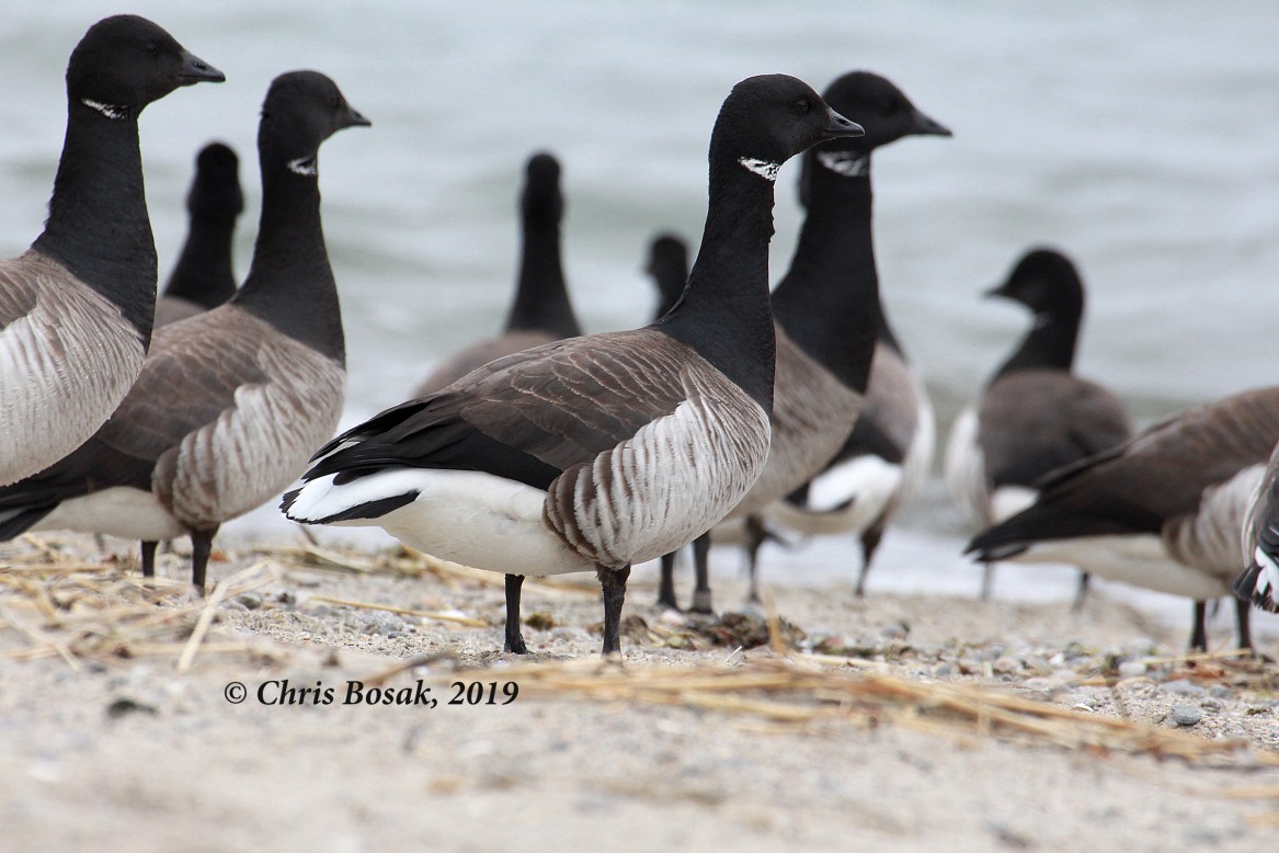 More brant photos | Birds of New England.com