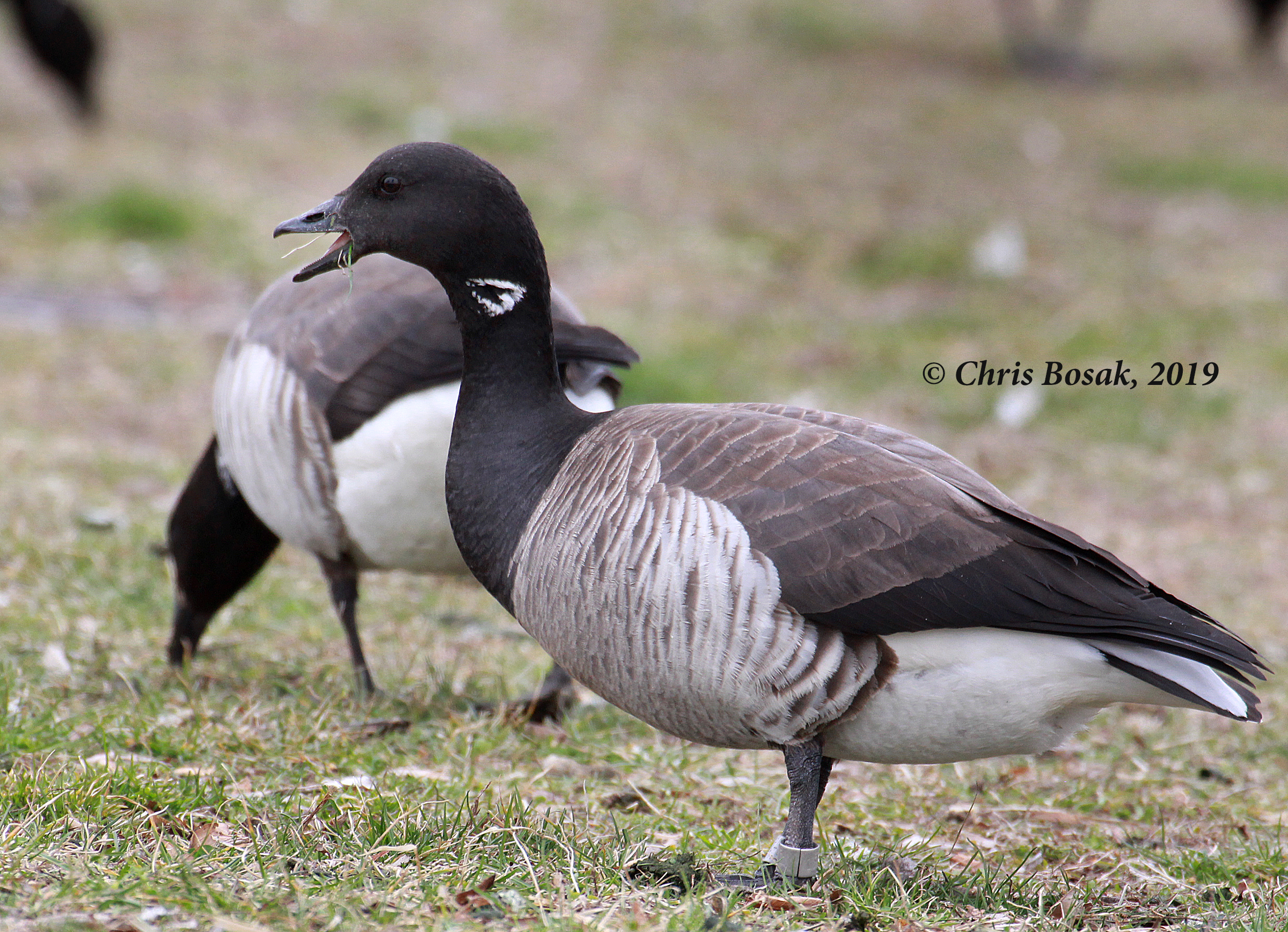More brant photos | Birds of New England.com