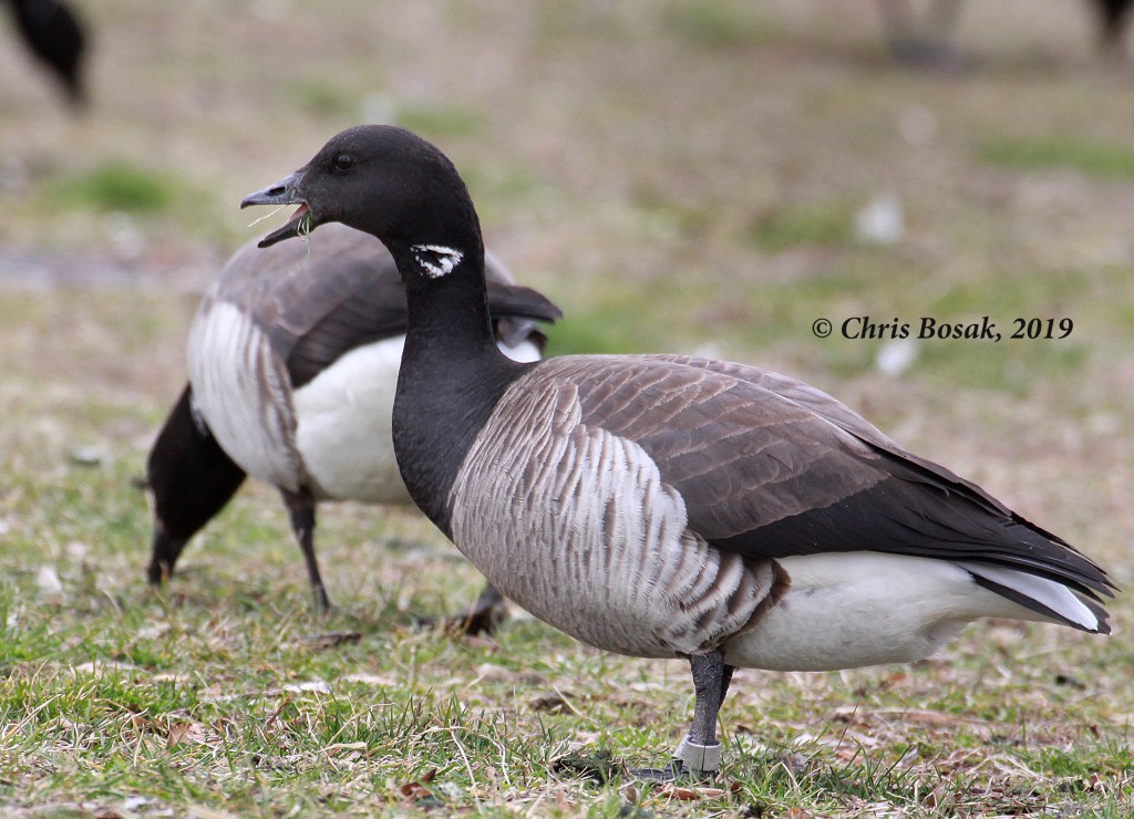 More brant photos | Birds of New England.com