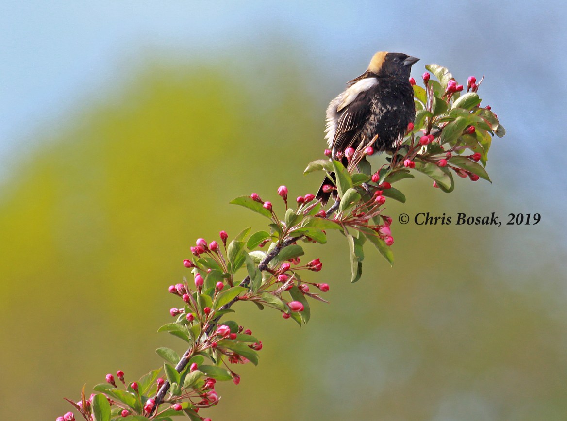 Bird walks | Birds of New England.com