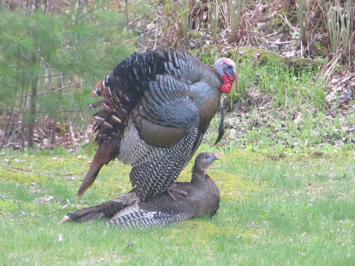 Reader submitted photos | Birds of New England.com