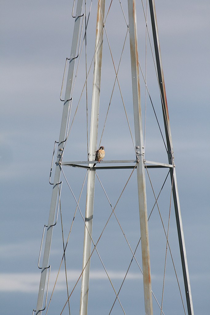 Zeroing in on an American kestrel | Birds of New England.com