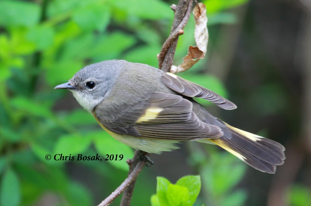 Warbler Week: American redstart | Birds of New England.com