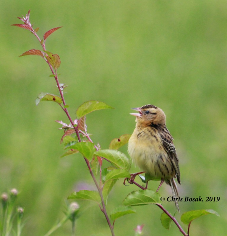 Here’s the female bobolink | Birds of New England.com